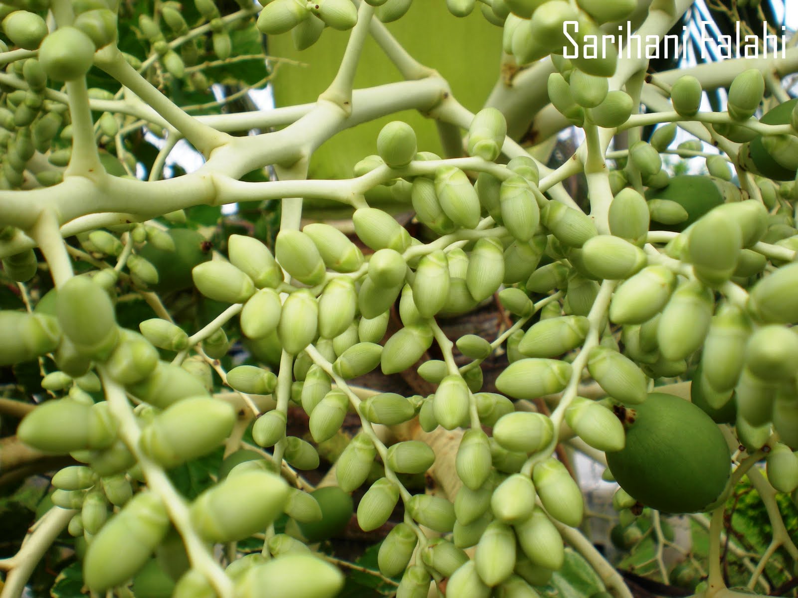 Hati Berdetik dan Berbisik: Pokok Pinang Hiasan