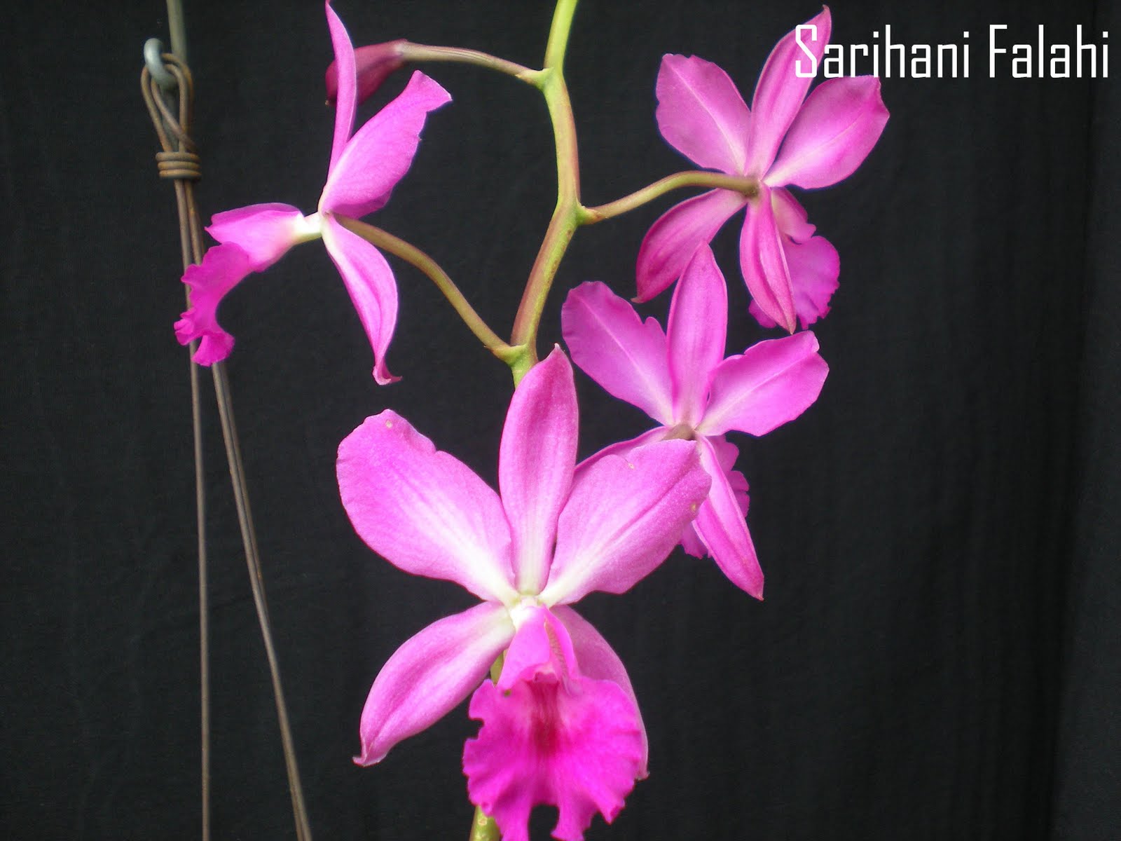 Hati Berdetik dan Berbisik: Orkid Purple Mr Chong