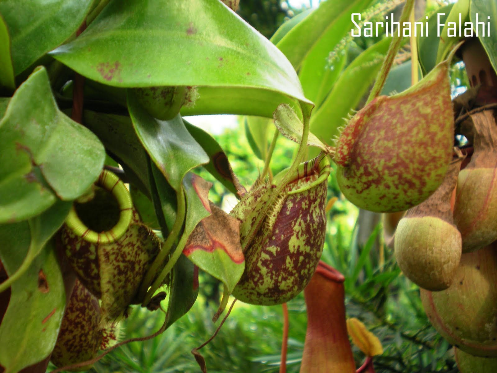 Hati Berdetik dan Berbisik: Nepenthes Periuk Kera