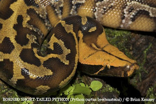 Gallery Reptile : Blood Python (Dipong) / Python Curtus Brongersmai ...