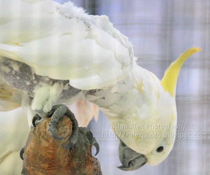 Roslan Alex Photography: Welcome to the jungle .... Lokawi Wildlife Park