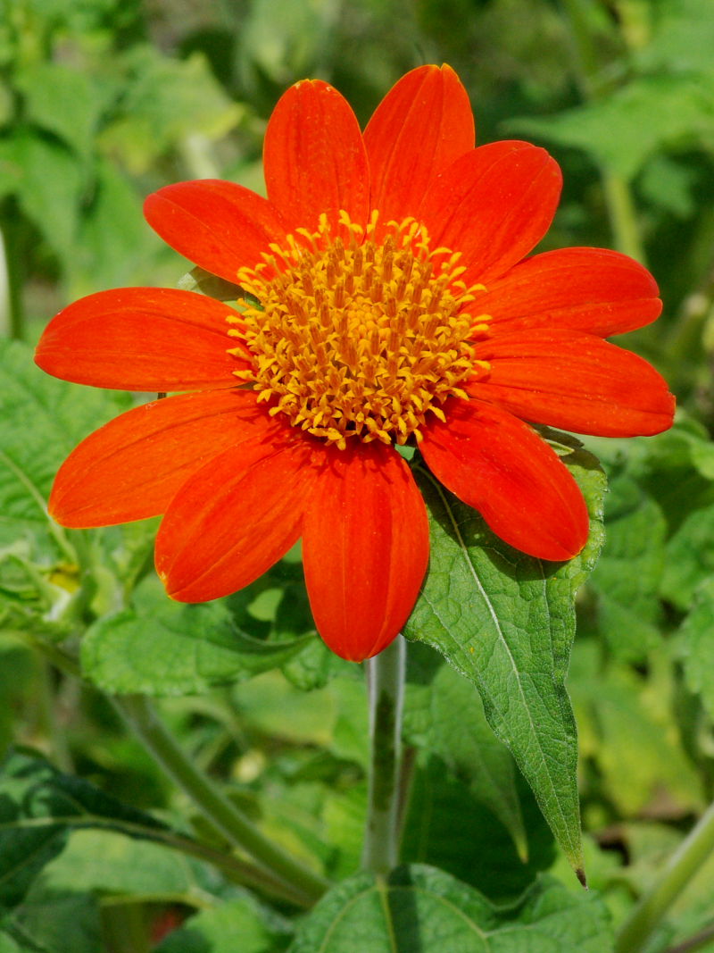 Rufino Osorio: Tithonia rotundifolia