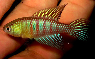 BioAquaBrasil