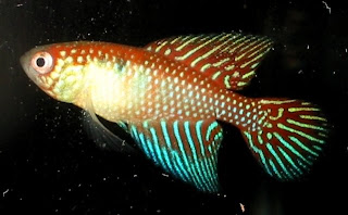 BioAquaBrasil: “O que que a Bahia tem?” - Lindos Killifishes!!!