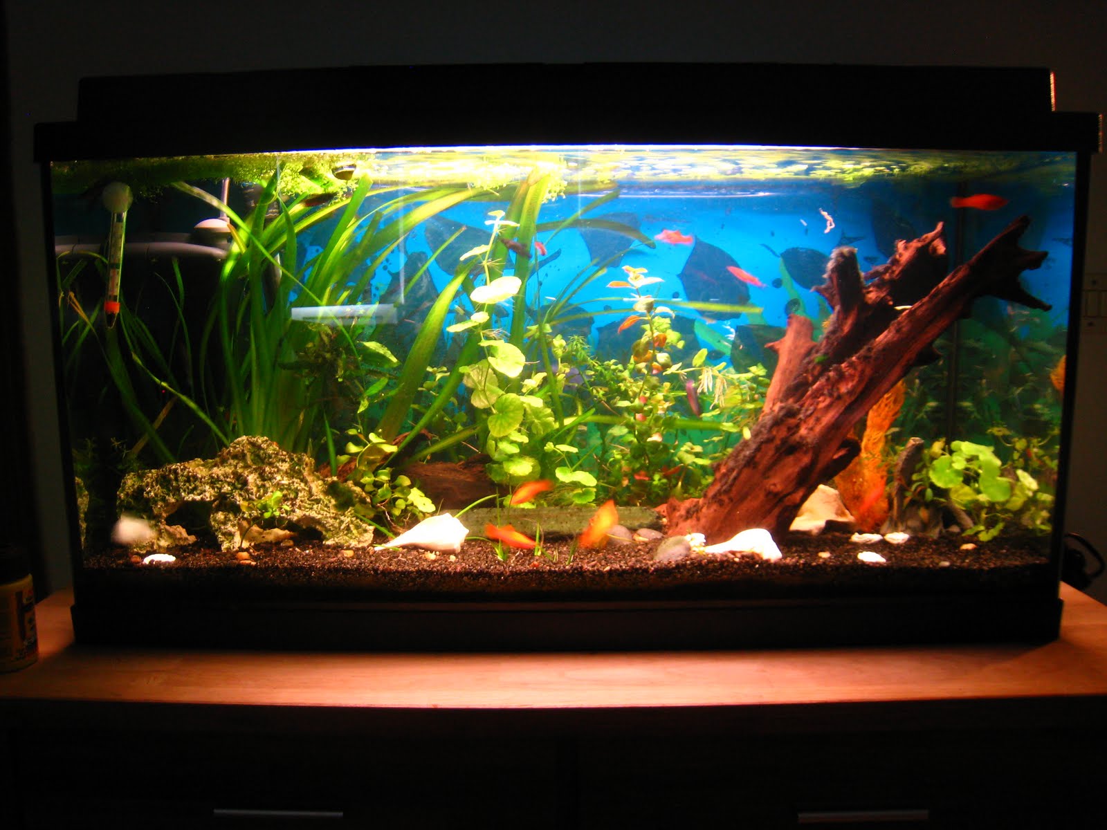 IsLinas Akvarium: Måste sälja alla fiskar och växter i akvariet!