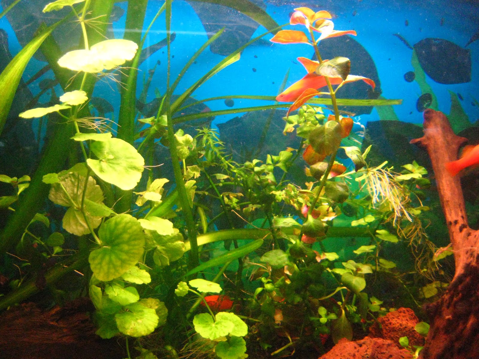 IsLinas Akvarium: Måste sälja alla fiskar och växter i akvariet!