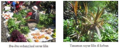 Manfaat Tanaman Sayur Lilin oleh PISAY WEYA: Pemanfaatan Tanaman Sayur ...