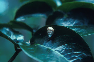 Hawaii Division of Forestry and Wildlife: O‘ahu Tree Snails - An Quick ...