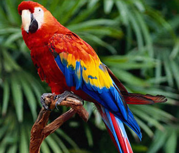 lo importante son los seres vivos: GUACAMAYO