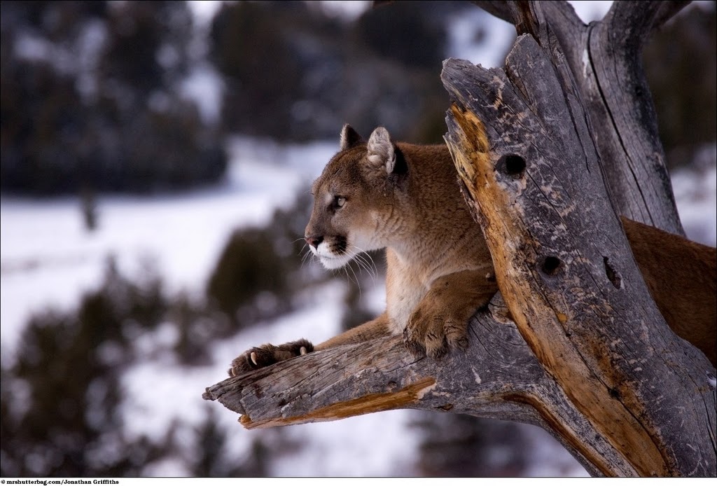 26 Imagens de predadores da Natureza