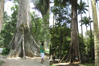 sosmatanativa: Sumauma