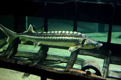 CRISTIAN NISTOR: CEGA, NISETRU, PASTRUGA SI MORUNUL