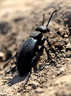 CRISTIAN NISTOR: GANDAC NEGRU