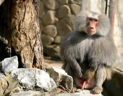 CRISTIAN NISTOR: PAVIANUL CU MANTIE