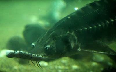 CRISTIAN NISTOR: PASTRUGA