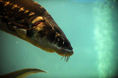 CRISTIAN NISTOR: MORUNUL