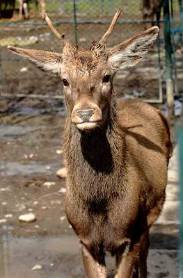 CRISTIAN NISTOR: CERBI