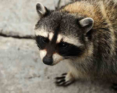 CRISTIAN NISTOR: RATONI