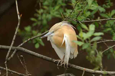 CRISTIAN NISTOR: STARC GALBEN