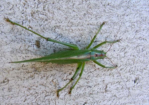 CRISTIAN NISTOR: LACUSTA