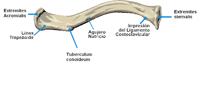 Tıp Fakültesi dersleri: Scapula ve Clavicula