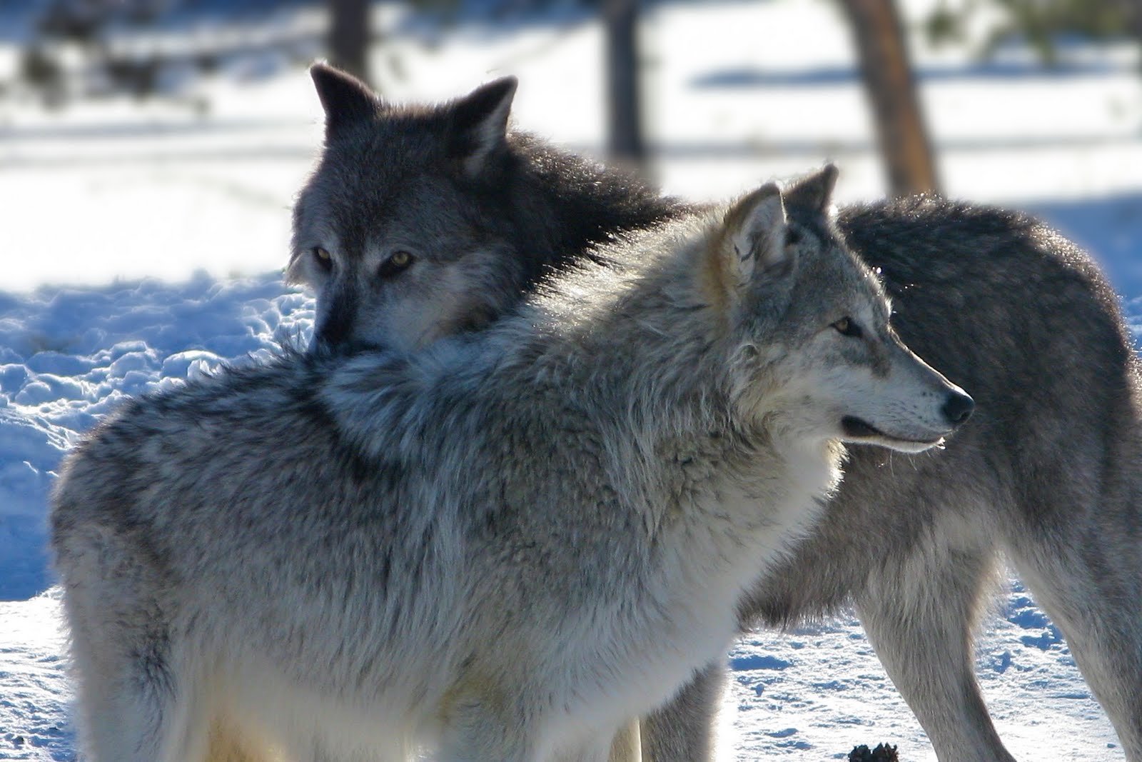 Jean Bjerke's Photo Blog: Wolves