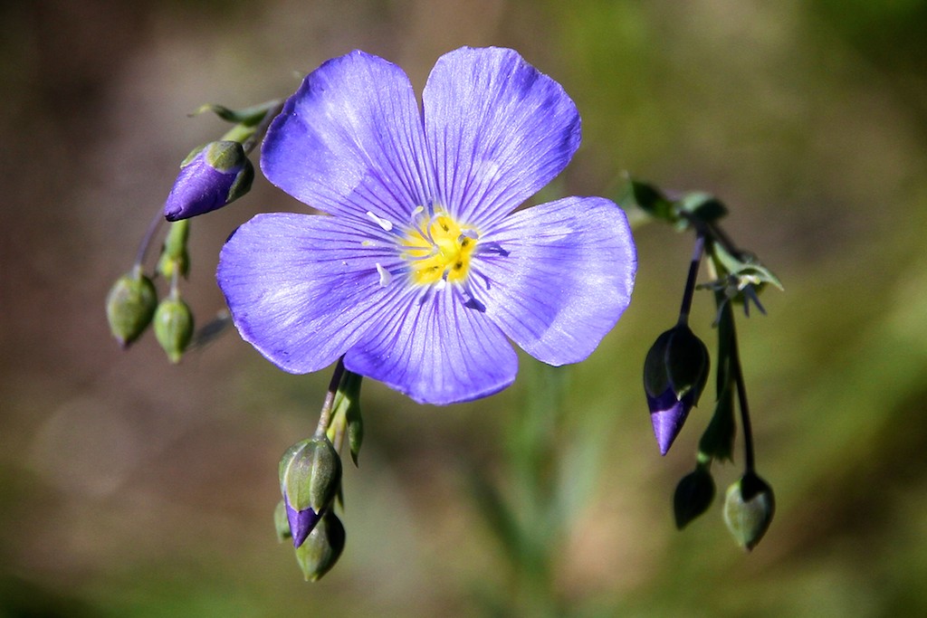 Jean Bjerke's Photo Blog: Wildflowers of the Gravelly Range