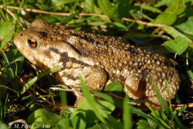 Sierra Sálvada: Sapo común