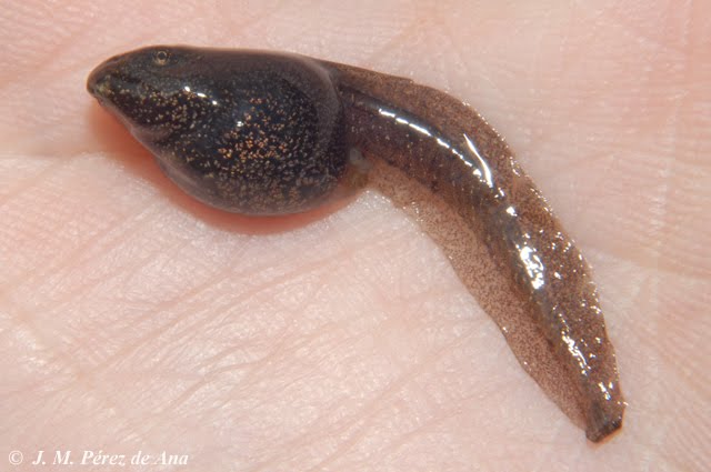 Sierra Sálvada: Rana bermeja