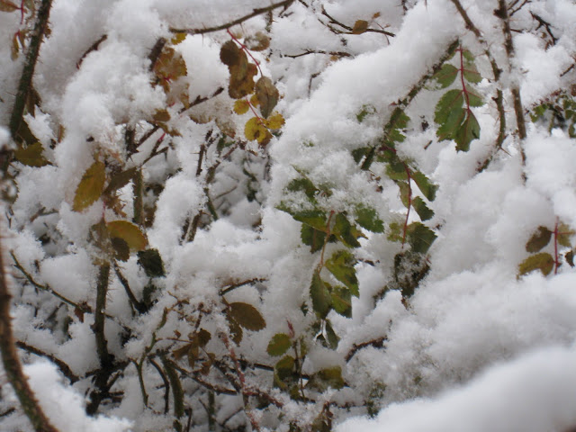 BRASIL - FINLÂNDIA: 3 HORAS DE NEVE DEIXA TUDO BRANCO EM HELSINKI
