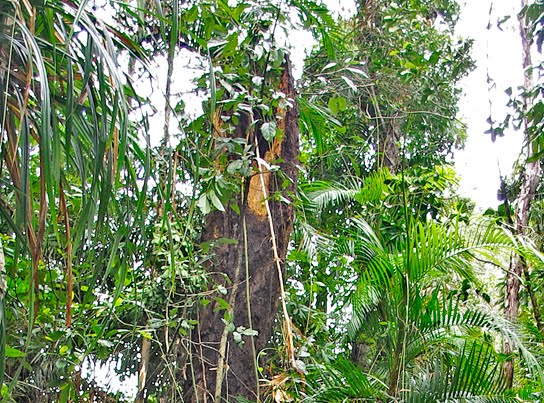 BunyipCo: April 2010