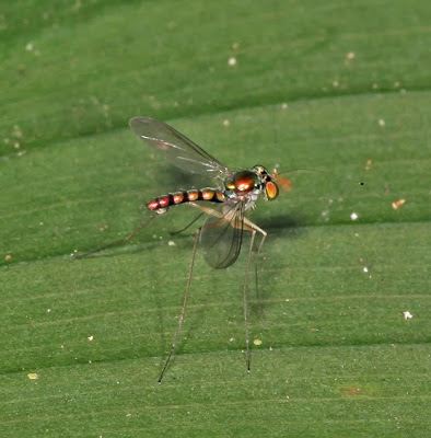 BunyipCo: April 2010