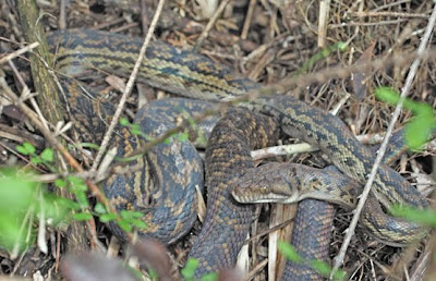 BunyipCo: April 2010