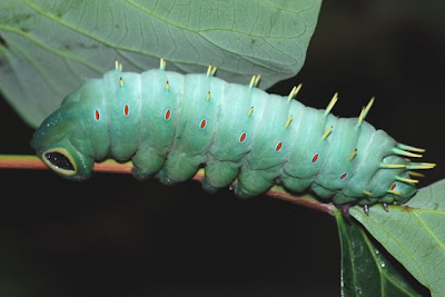 BunyipCo: The Hercules Moth
