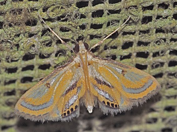 BunyipCo: Aquatic Moths
