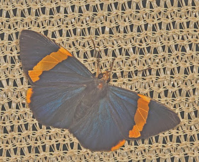 BunyipCo: September 2010