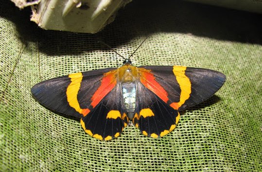 BunyipCo: September 2010