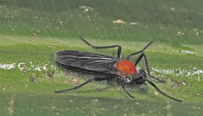 BunyipCo: September 2010