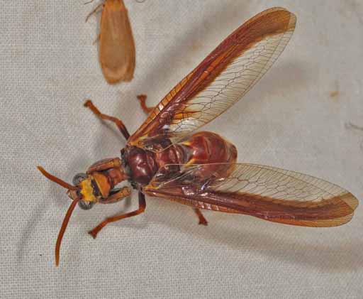 BunyipCo: September 2010