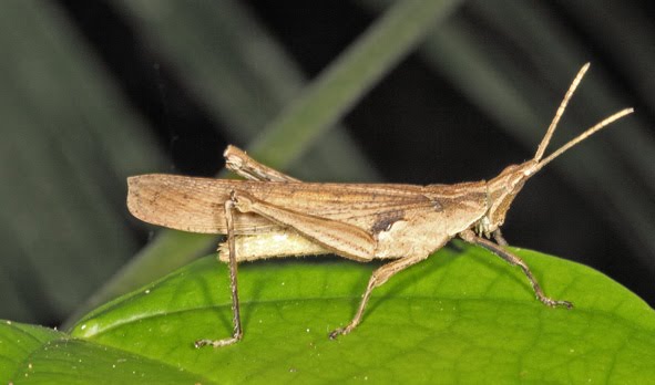 BunyipCo: Rainforest Grasshoppers