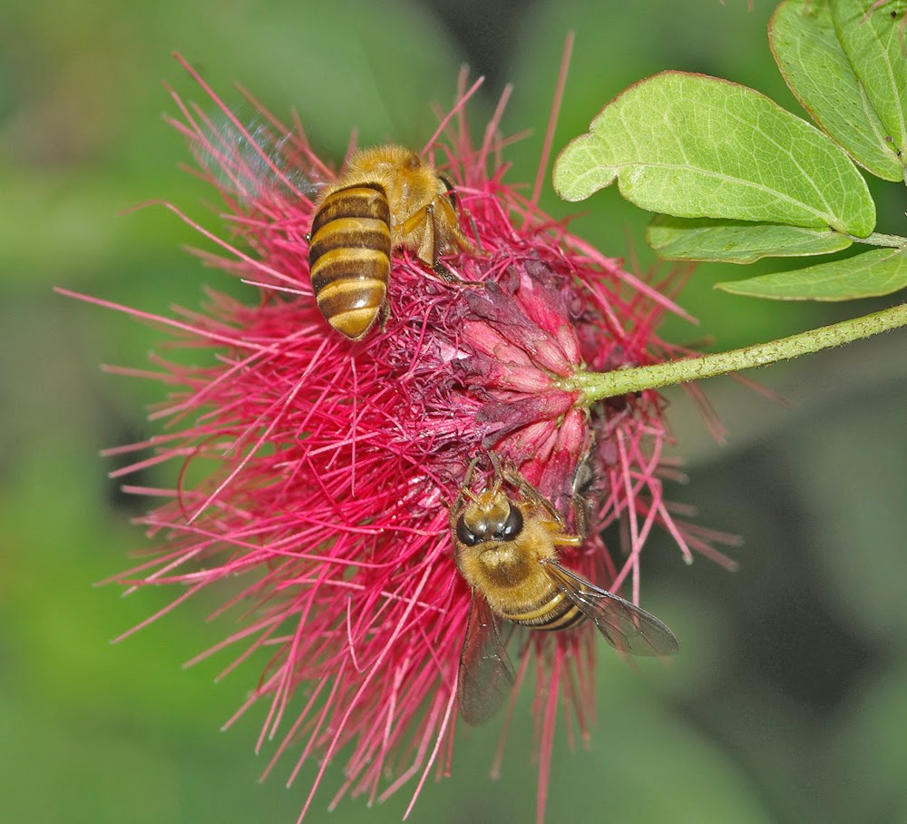 BunyipCo: Bees of a Different Colour