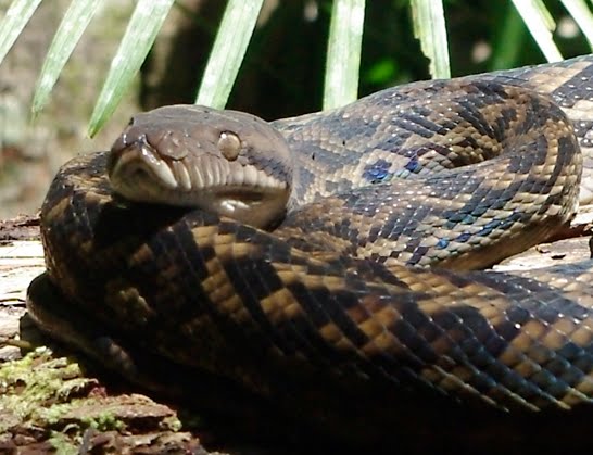 BunyipCo: January 2011