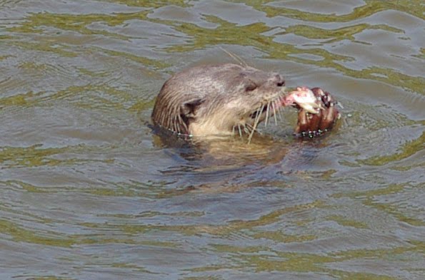 BunyipCo: January 2011