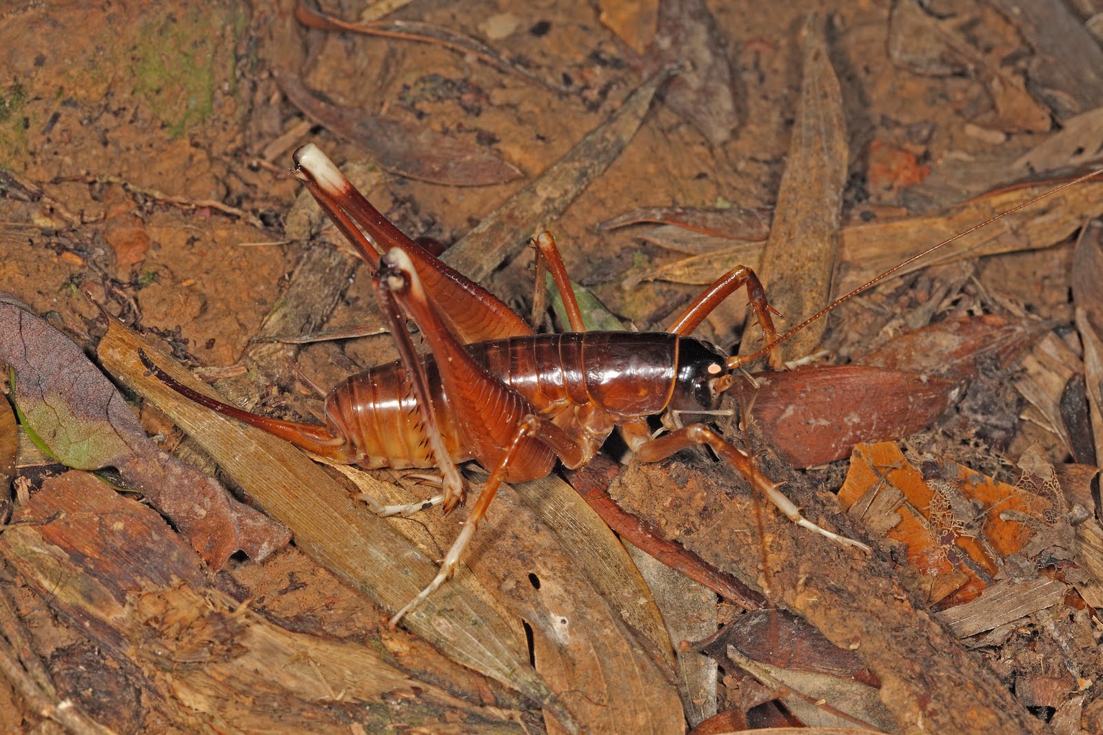 BunyipCo: January 2011