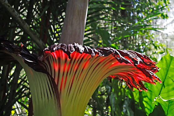 BunyipCo: January 2011