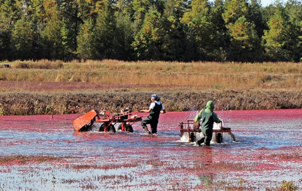 GCP Eat Local Challenge: It's Harvest Time for New Jersey Cranberries