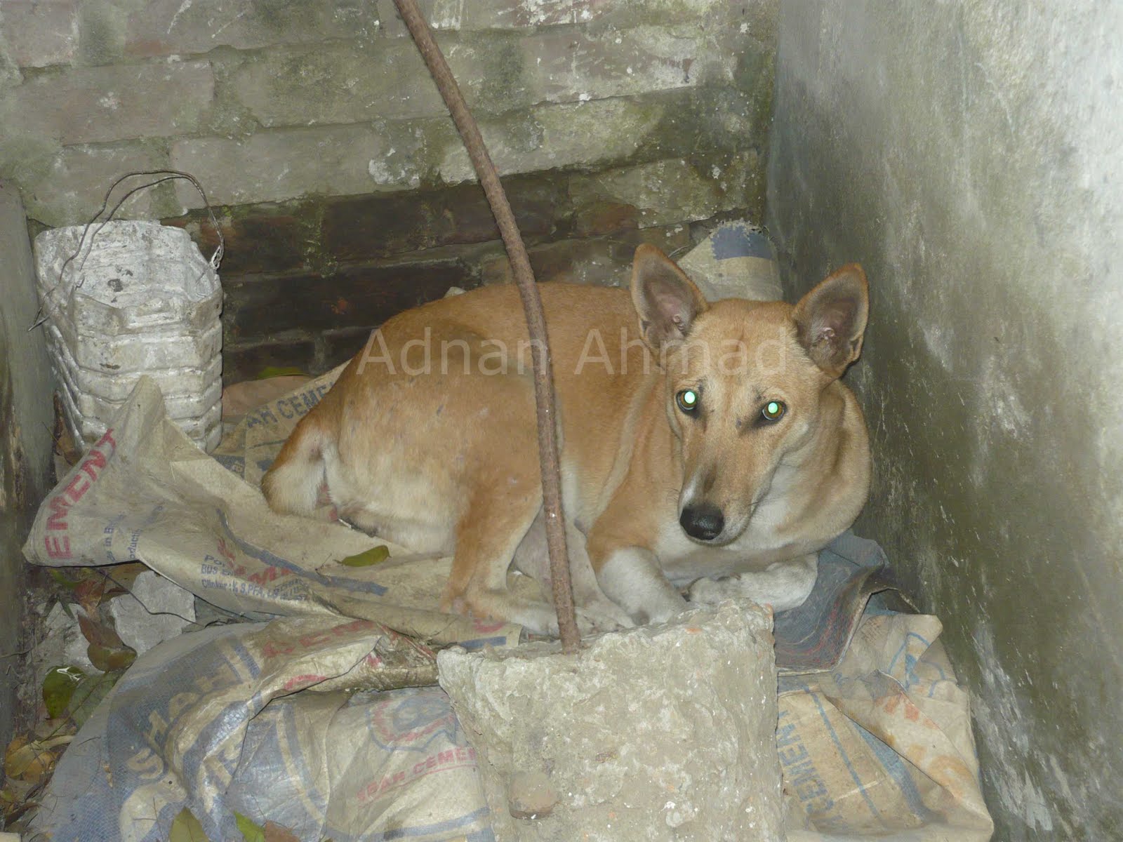 Are you a Primitive Dog fan?: INDogs of Bangladesh