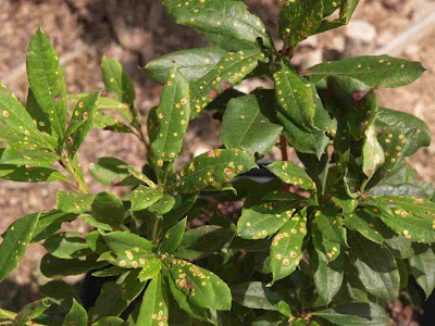 Green Industry News: Rust on Native Azaleas in Nursery