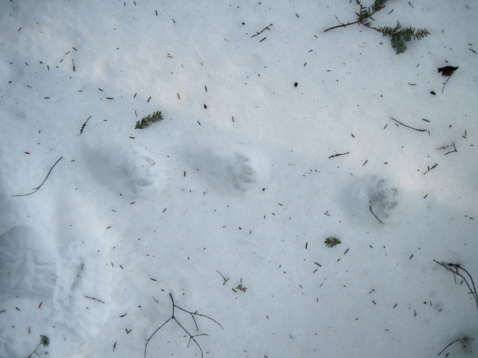 RavenWood Forest: A Winter Walk