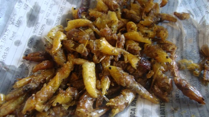 Why Should We Eat Insects? Its the Future of Food | JamiiForums